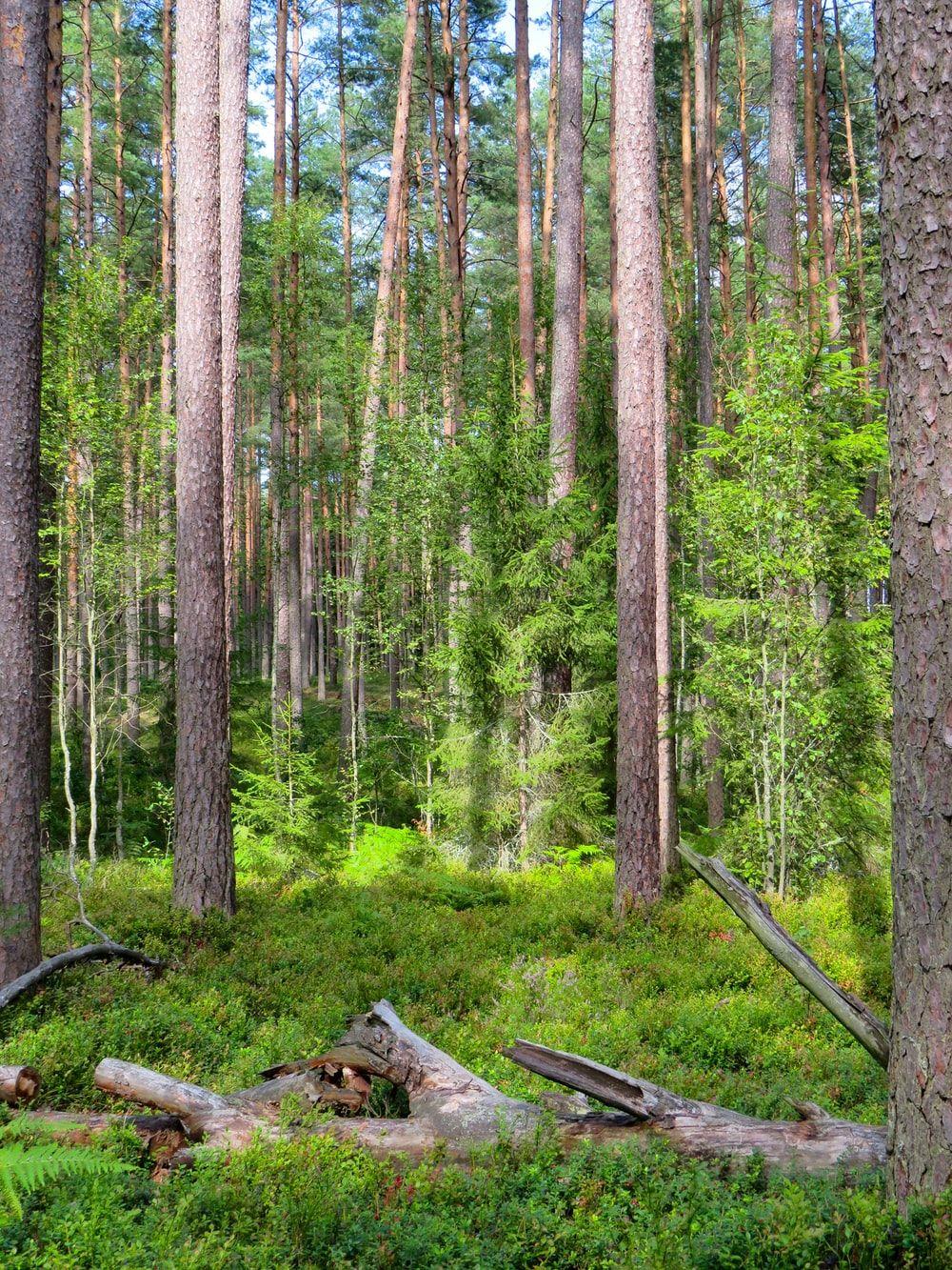 Forest Summer Wallpapers - Top Free Forest Summer Backgrounds ...