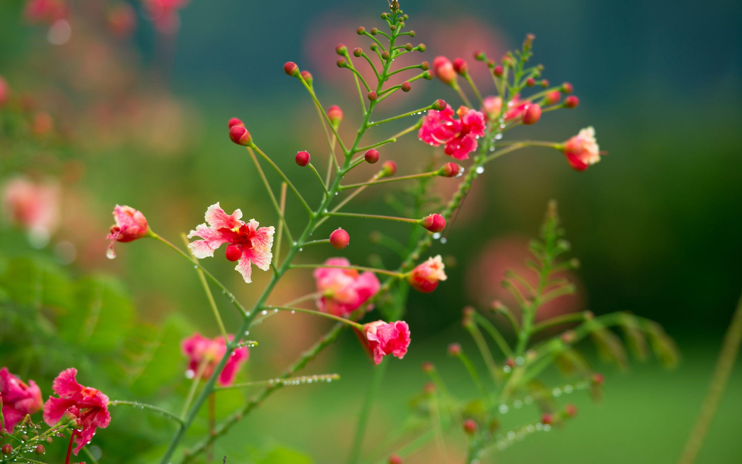 Cute Flower Laptop Wallpapers - Top Free Cute Flower Laptop Backgrounds ...