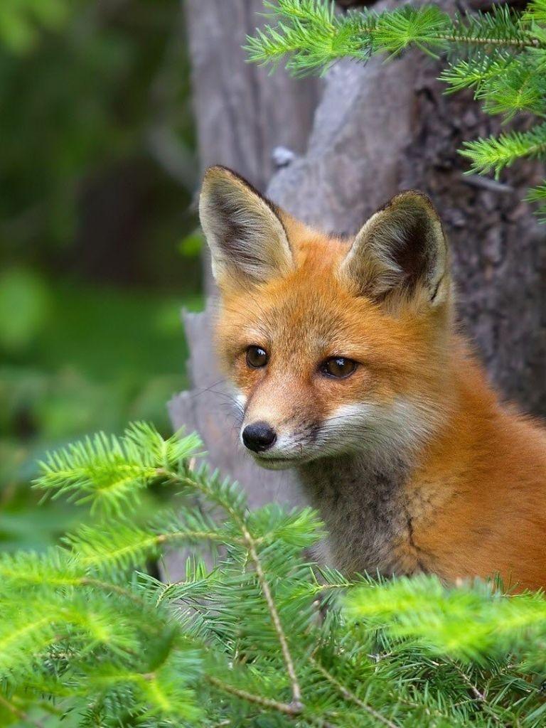 Cute Red Fox Wallpapers - Top Free Cute Red Fox Backgrounds ...