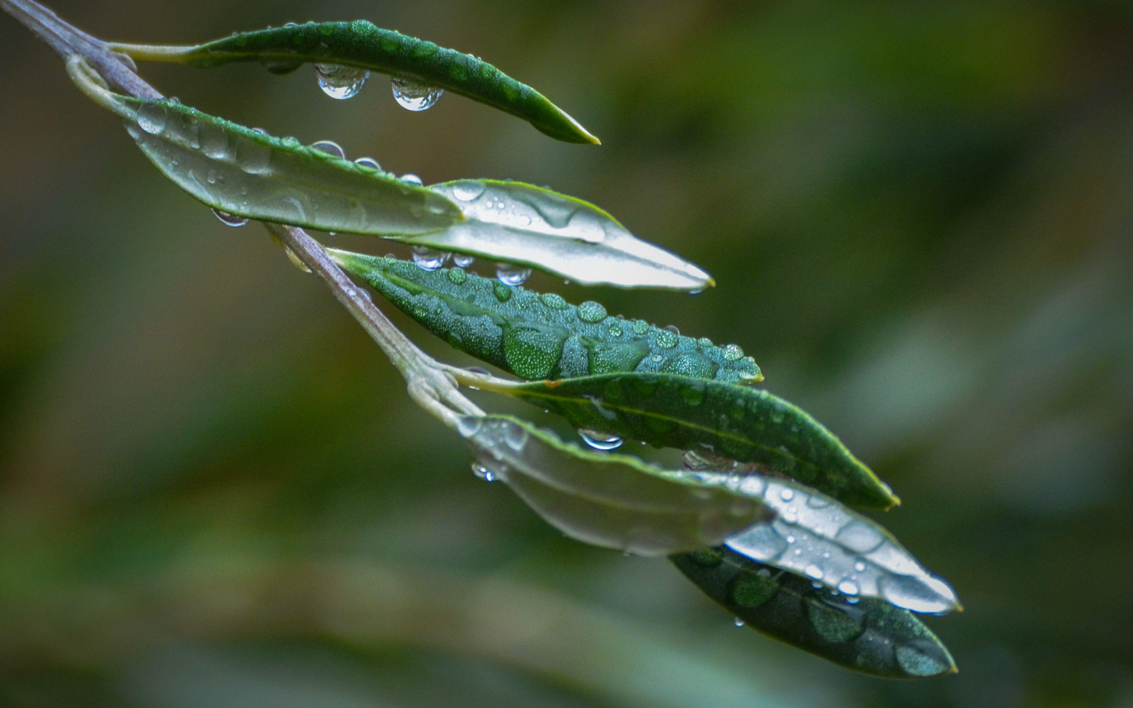 Real Rain Wallpapers - Top Free Real Rain Backgrounds - WallpaperAccess