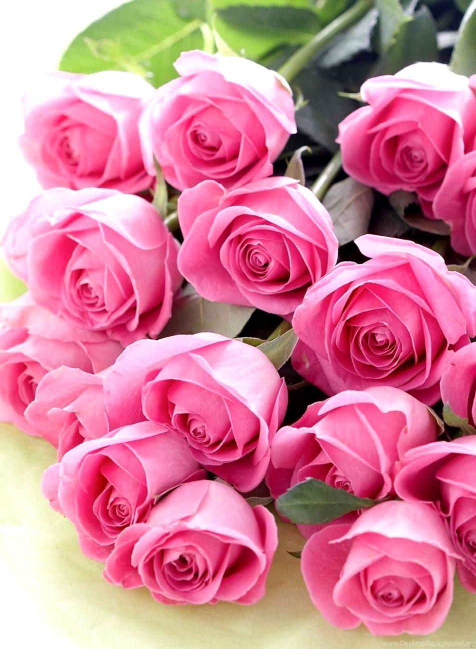 Pink Rose HD Wallpapers - Top Free Pink Rose HD Backgrounds ...
