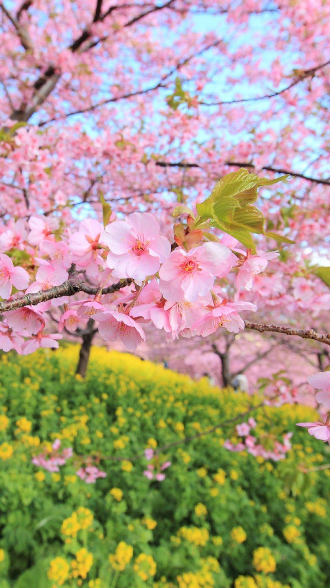 Flowering Trees Wallpapers - Top Free Flowering Trees Backgrounds ...