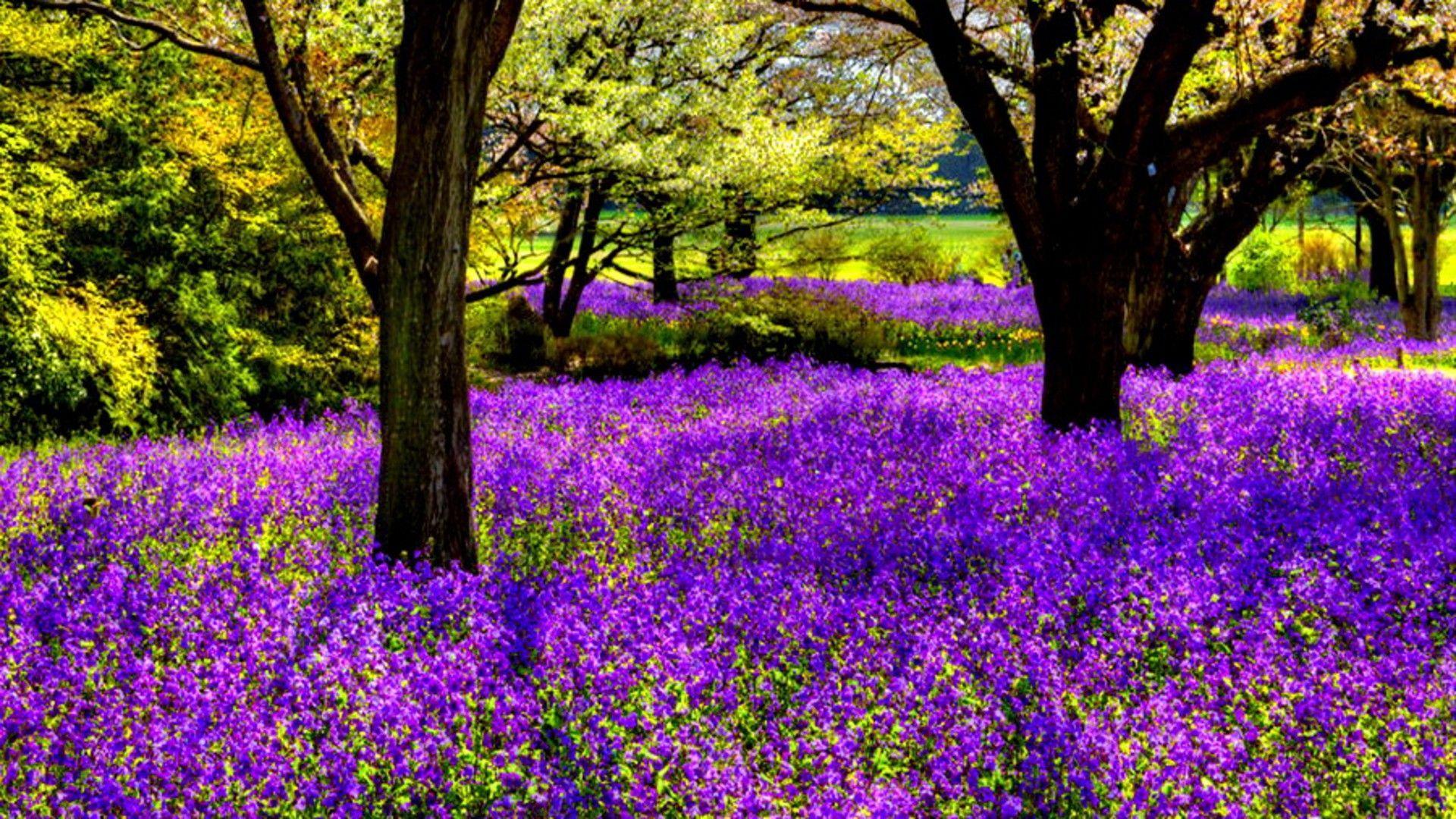 Tree and Flower Wallpapers - Top Free Tree and Flower Backgrounds ...