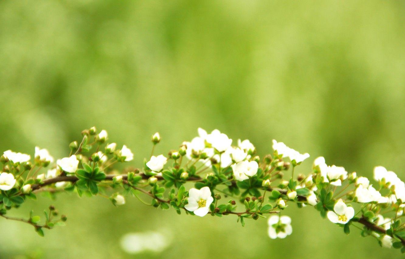 Branch Wallpapers - Top Free Branch Backgrounds - WallpaperAccess