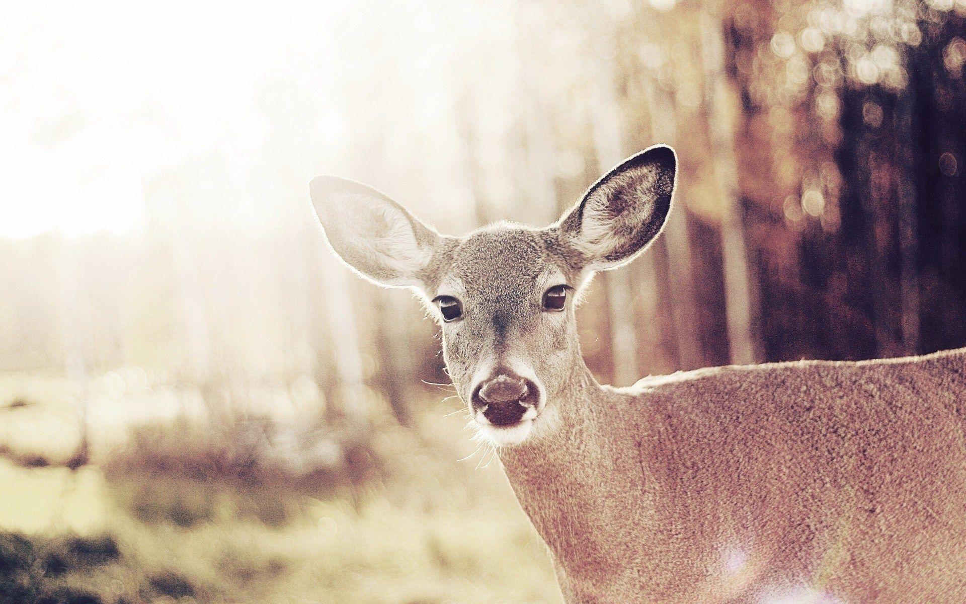 Deer Desktop Wallpapers - Top Free Deer Desktop Backgrounds ...