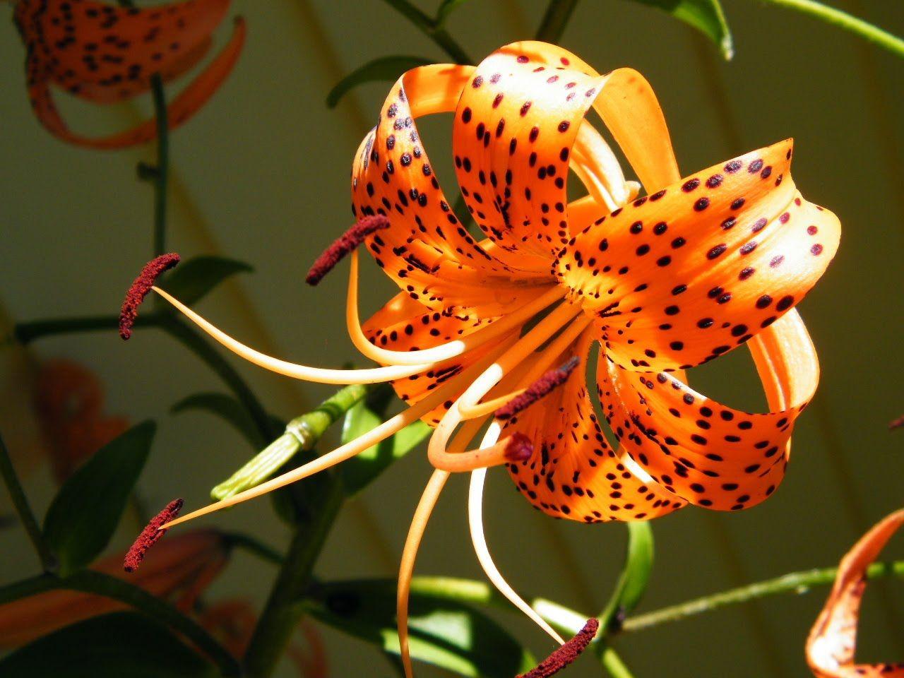 Tiger Lily Wallpapers - Top Free Tiger Lily Backgrounds - WallpaperAccess