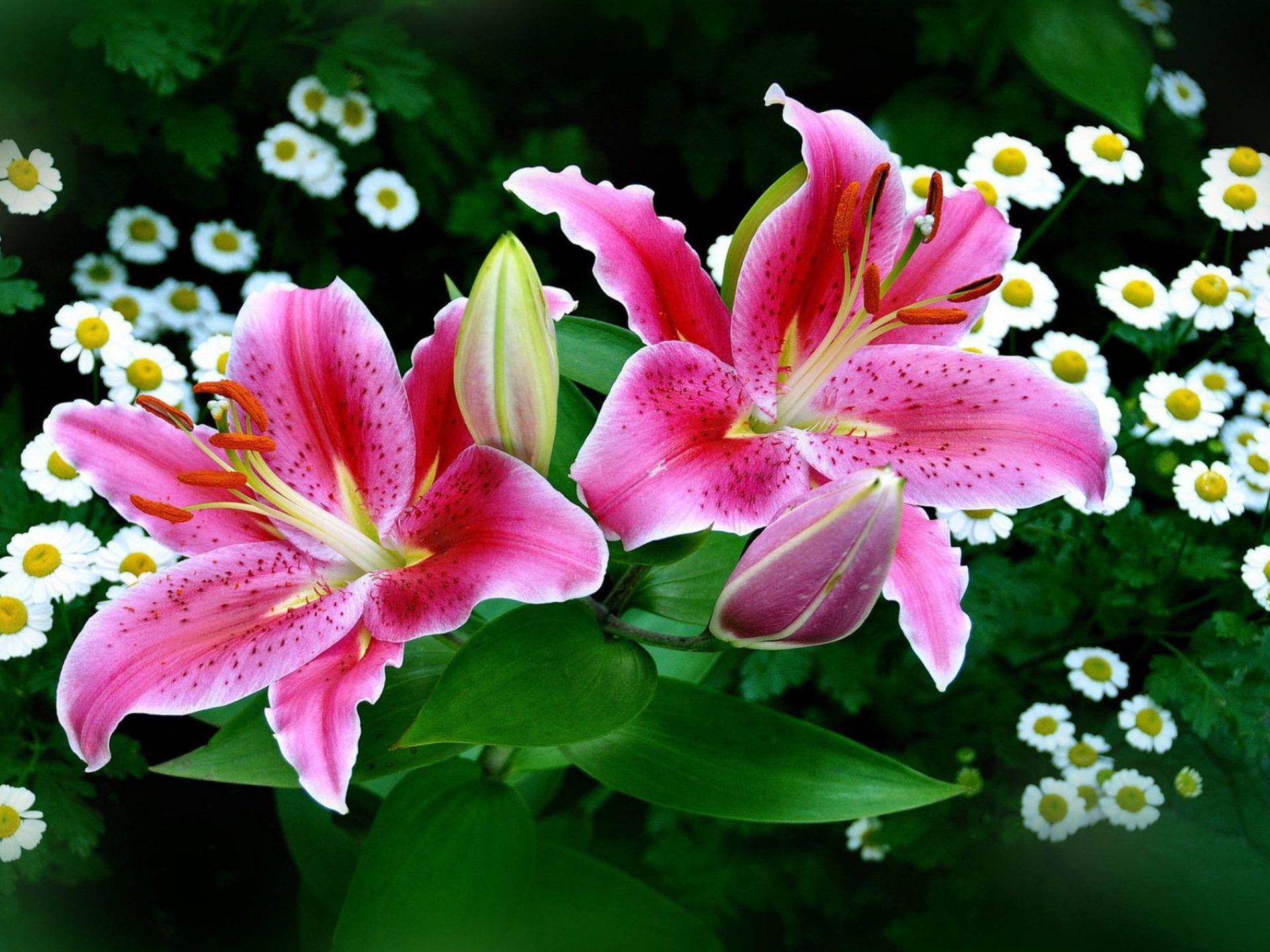 Tiger Lily Wallpapers - Top Free Tiger Lily Backgrounds - WallpaperAccess