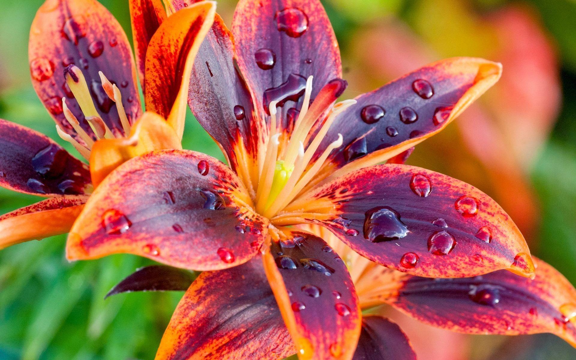 Tiger Lily Wallpapers - Top Free Tiger Lily Backgrounds - WallpaperAccess