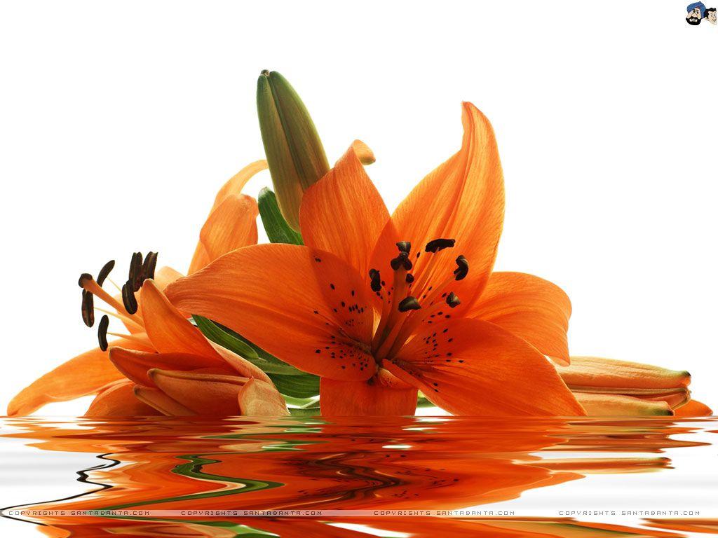 Tiger Lily Wallpapers - Top Free Tiger Lily Backgrounds - WallpaperAccess