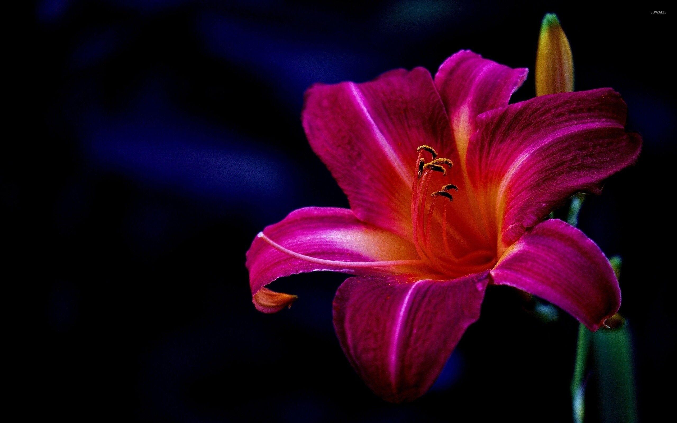 Tiger Lily Wallpapers - Top Free Tiger Lily Backgrounds - WallpaperAccess