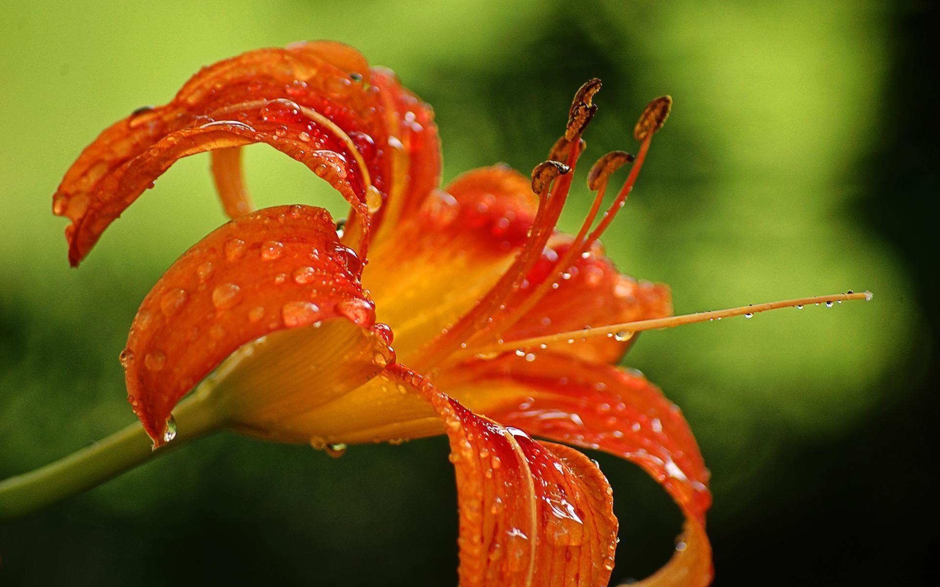 Tiger Lily Wallpapers - Top Free Tiger Lily Backgrounds - WallpaperAccess