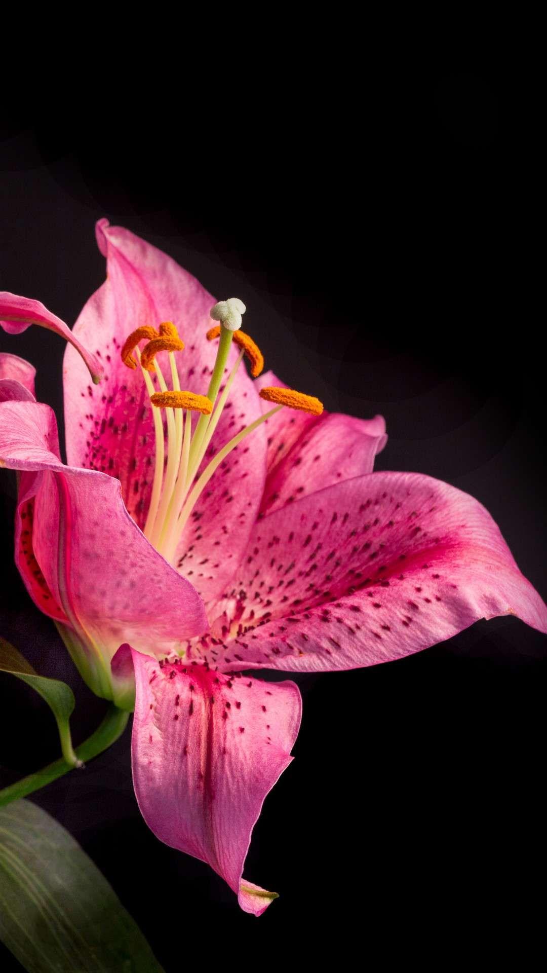 Tiger Lily Wallpapers - Top Free Tiger Lily Backgrounds - WallpaperAccess