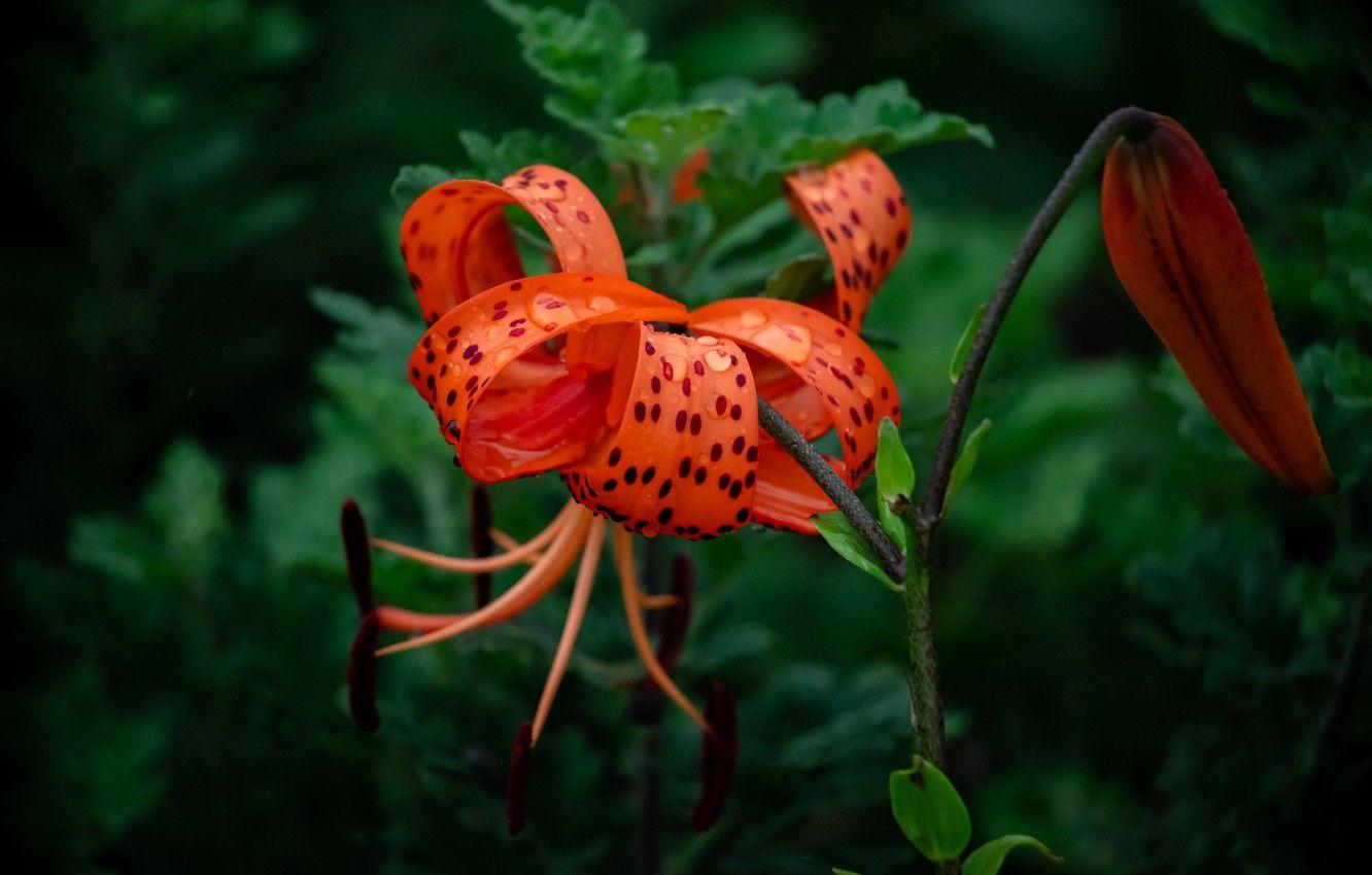 Tiger Lily Wallpapers - Top Free Tiger Lily Backgrounds - WallpaperAccess