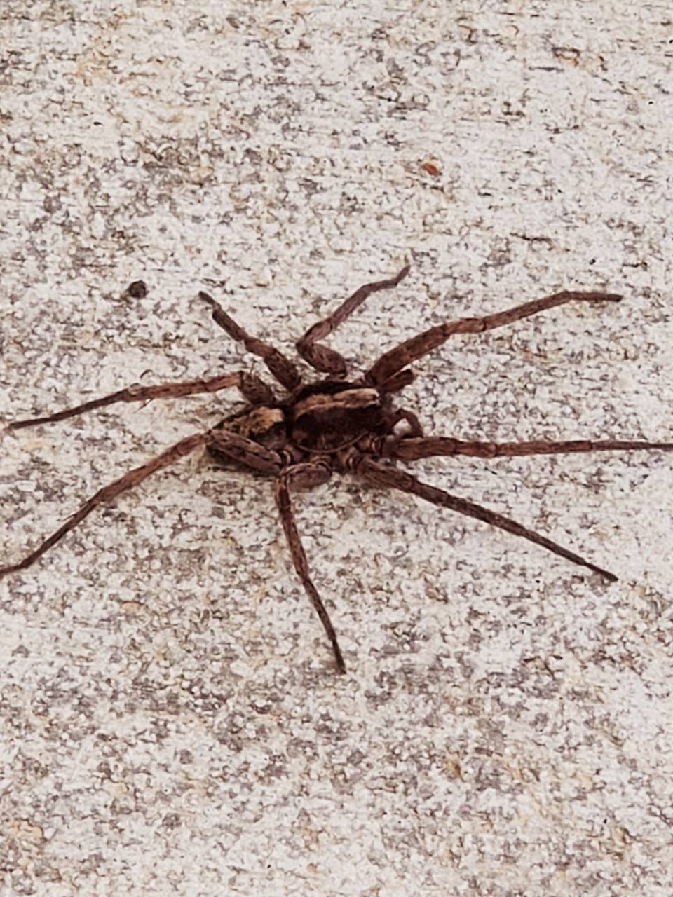 Scary Spider Wallpapers - Top Free Scary Spider Backgrounds ...