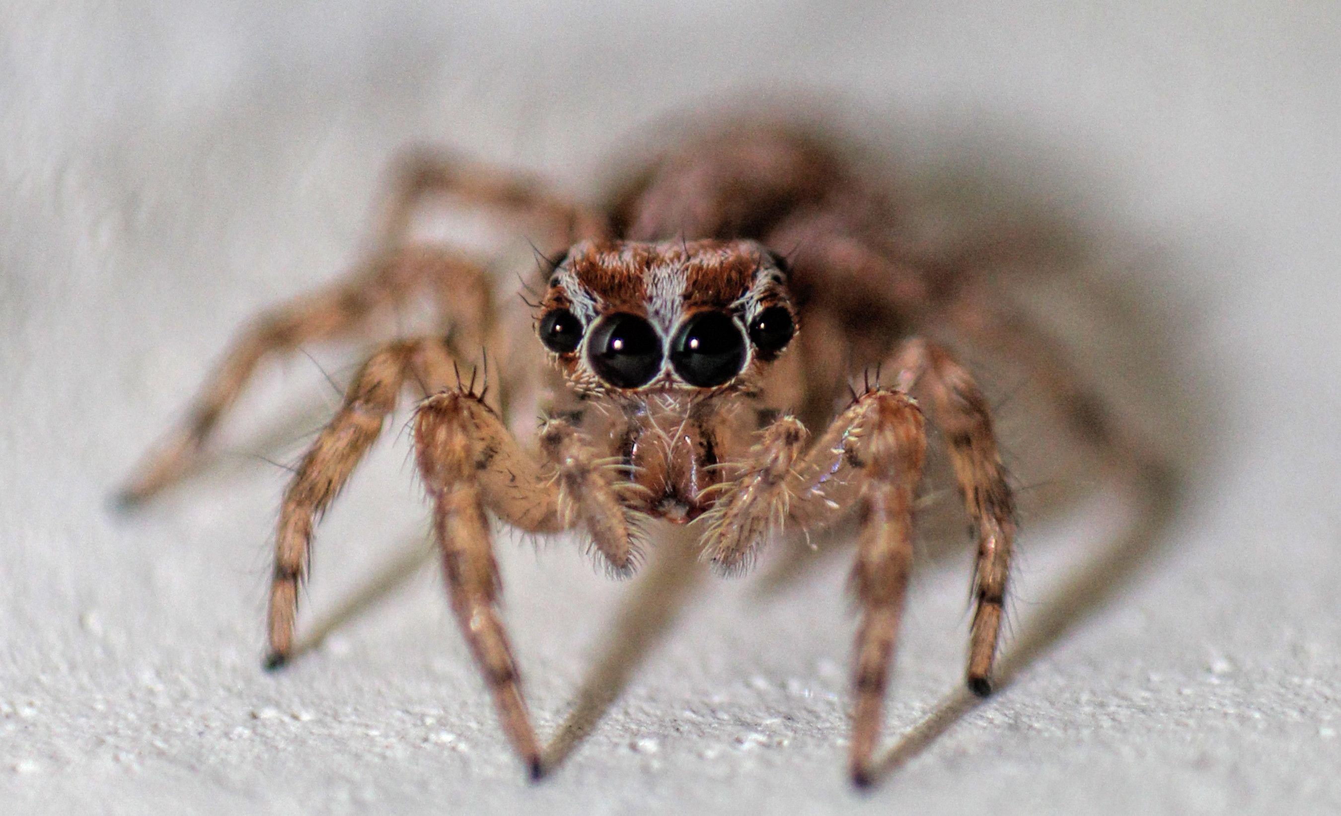 Scary Spider Wallpapers - Top Free Scary Spider Backgrounds ...