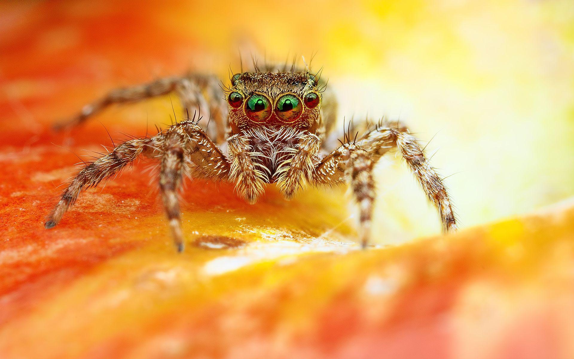 Scary Spider Wallpapers - Top Free Scary Spider Backgrounds ...