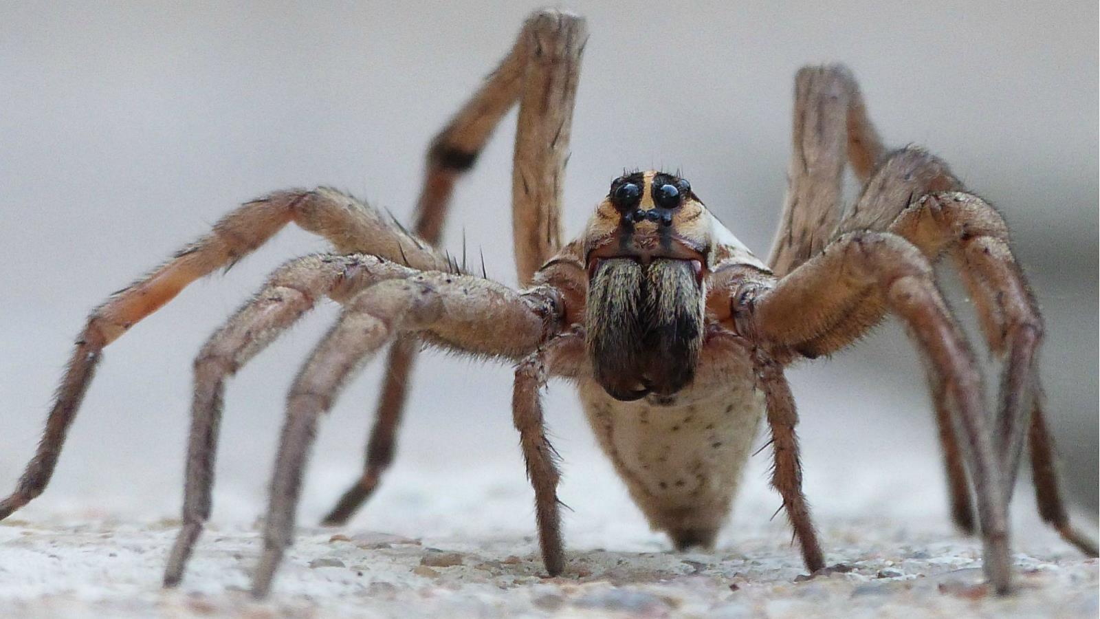 Scary Spider Wallpapers - Top Free Scary Spider Backgrounds ...