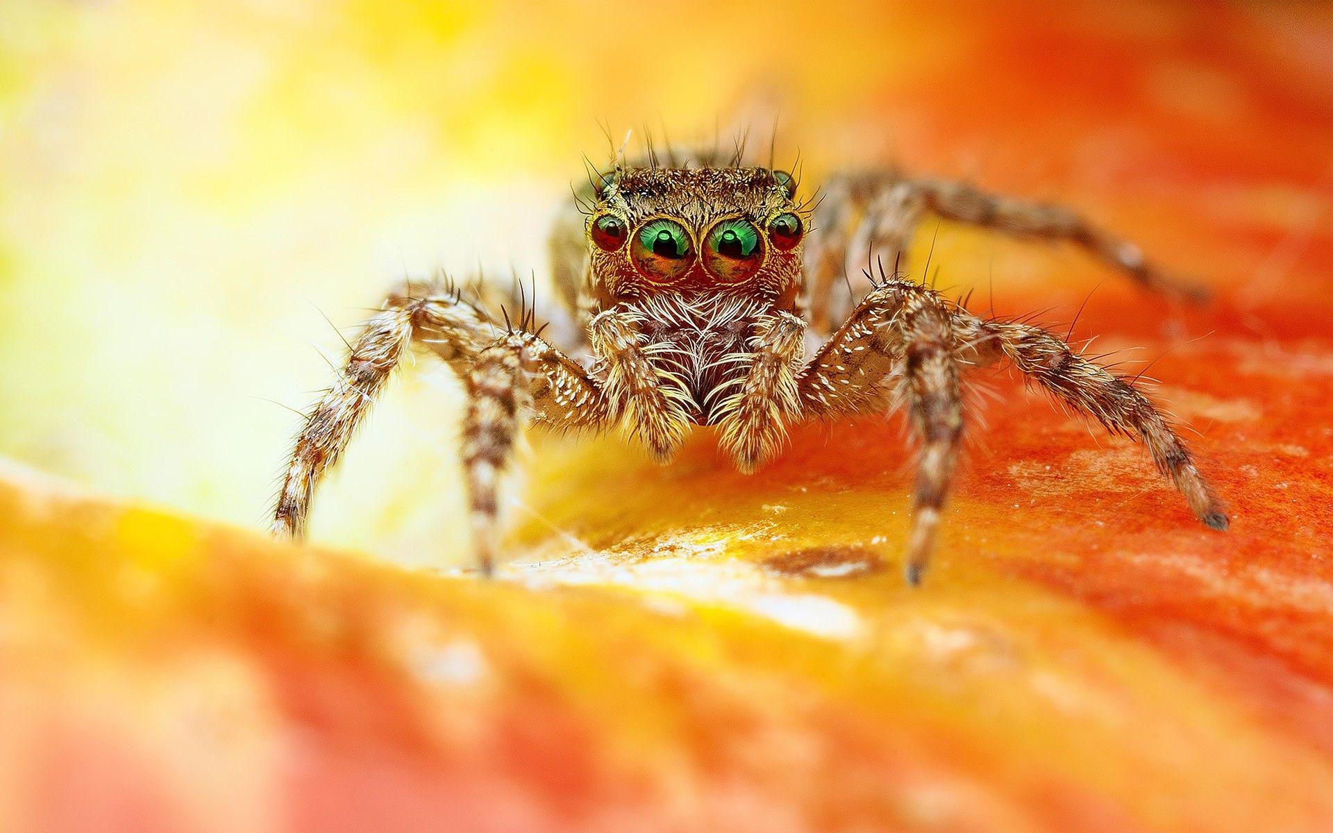 Scary Spider Wallpapers - Top Free Scary Spider Backgrounds ...