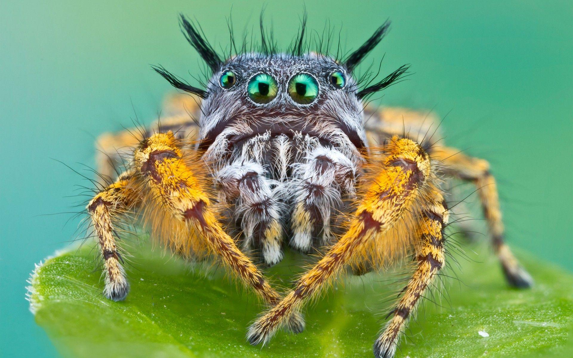 Scary Spider Wallpapers - Top Free Scary Spider Backgrounds ...