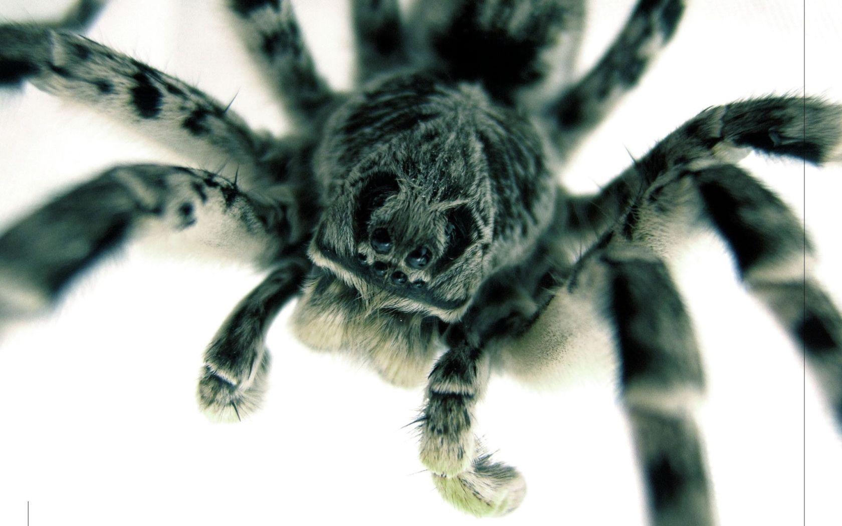 Scary Spider Wallpapers - Top Free Scary Spider Backgrounds ...