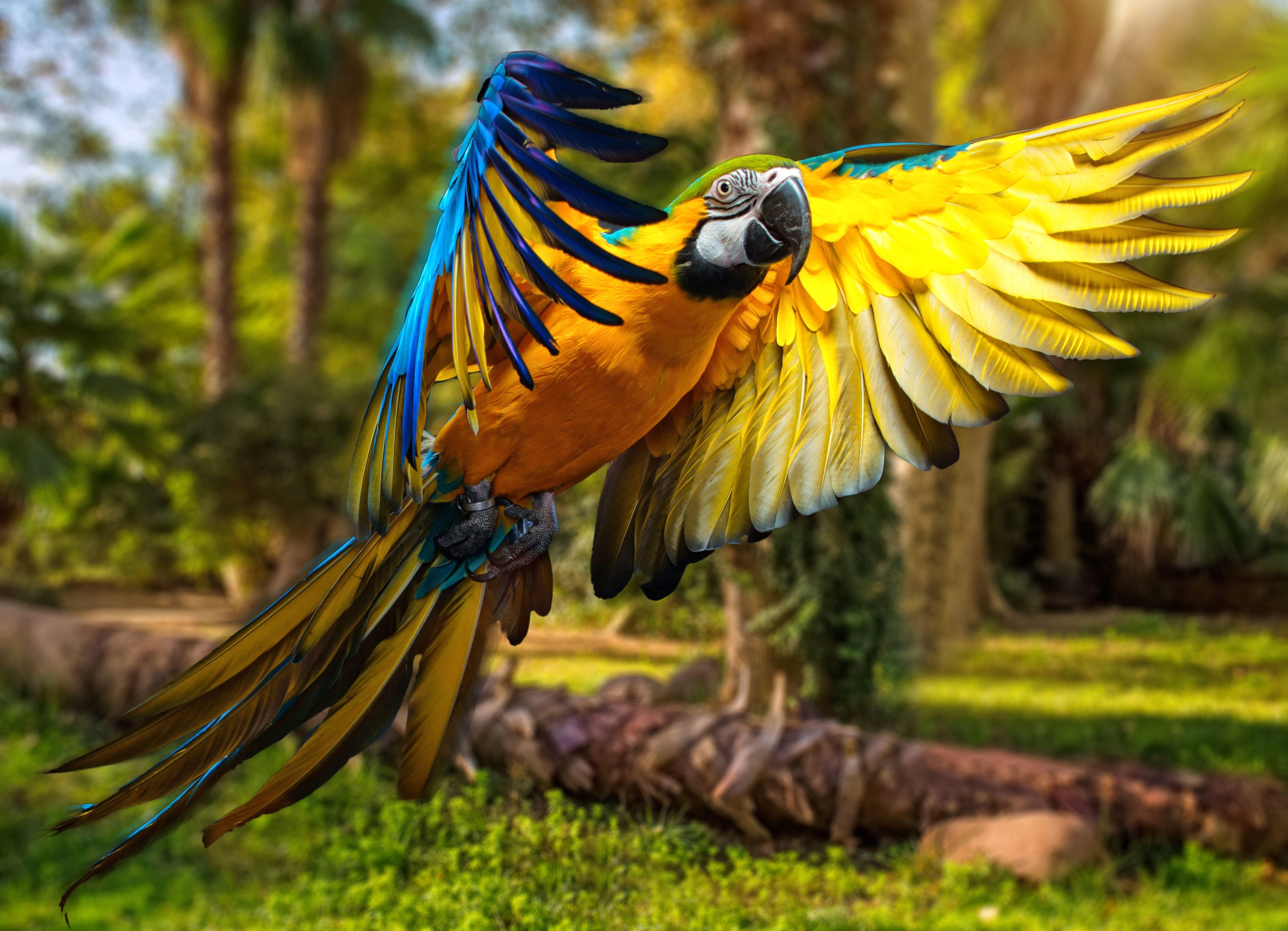 4K Parrot Wallpapers - Top Free 4K Parrot Backgrounds - WallpaperAccess
