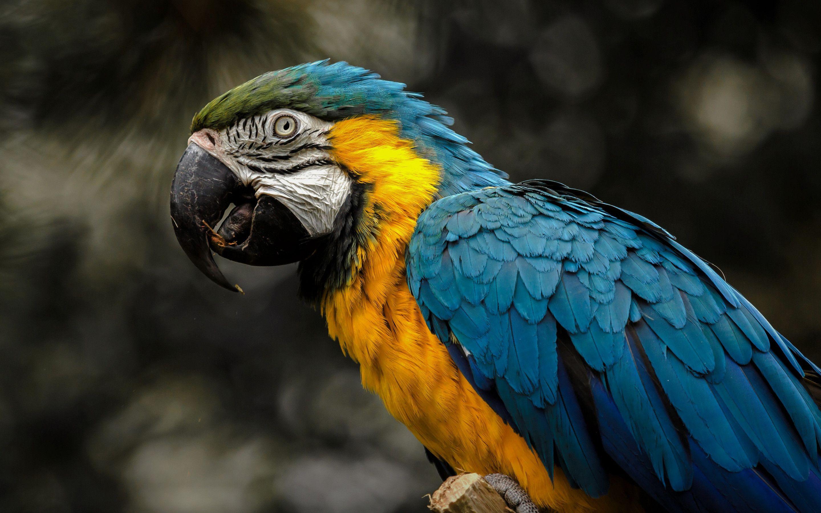 Macaw Parrot Wallpapers - Top Free Macaw Parrot Backgrounds ...