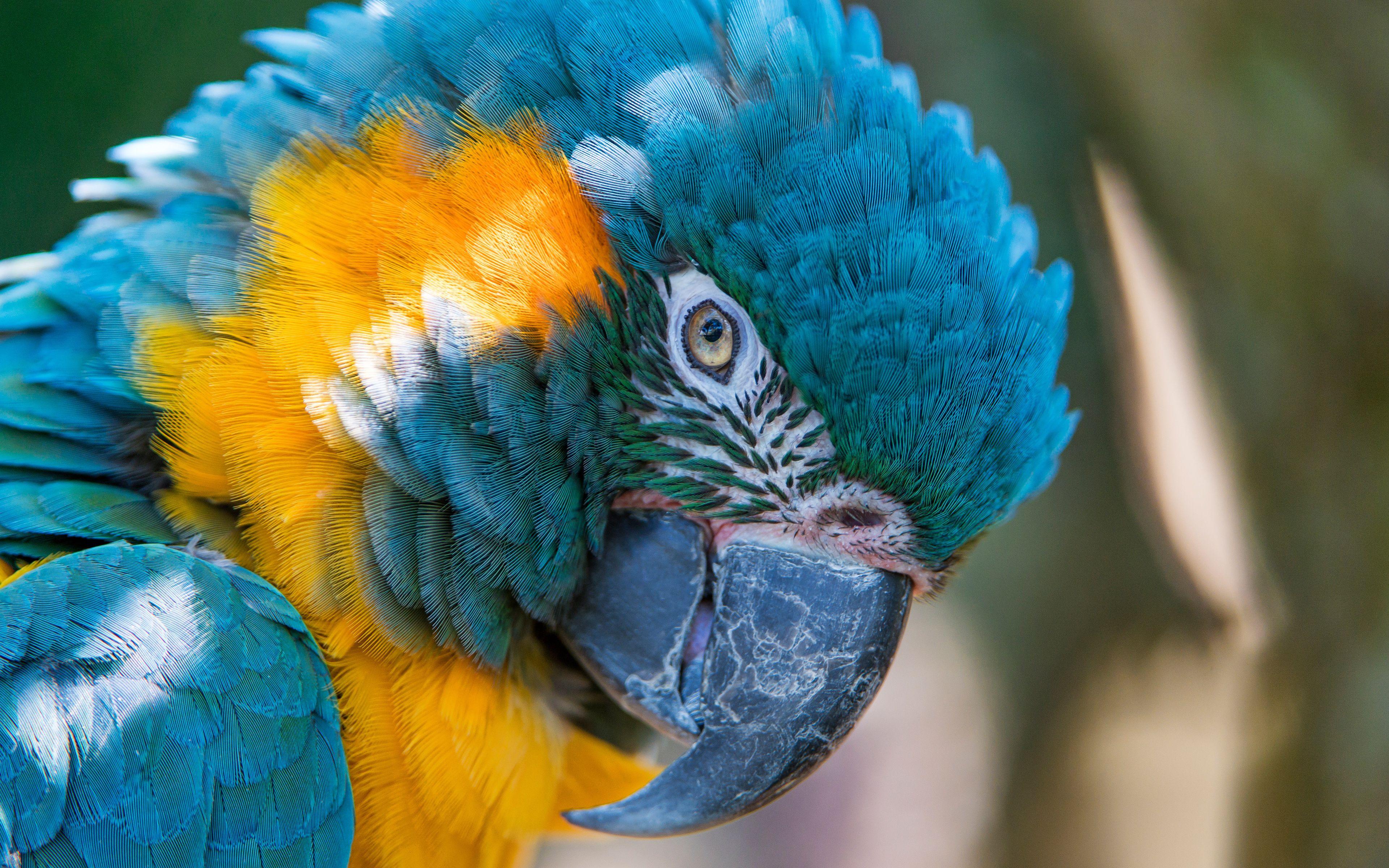 4K Parrot Wallpapers - Top Free 4K Parrot Backgrounds - WallpaperAccess
