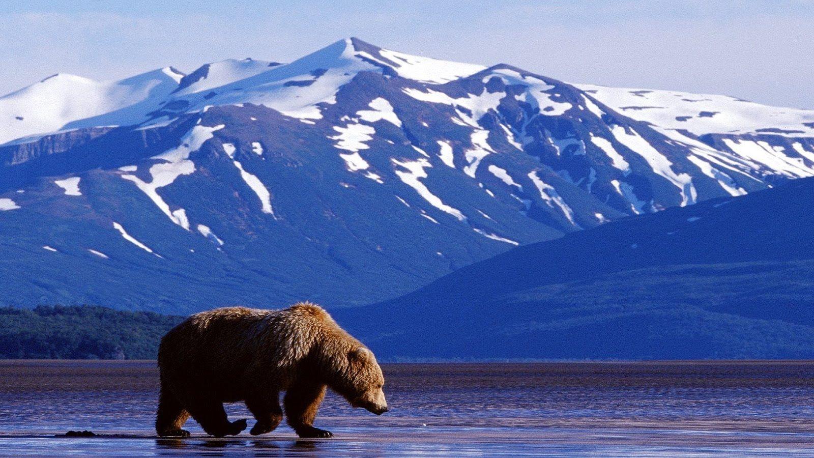 Cool Native American Bear Wallpapers - Top Free Cool Native American ...