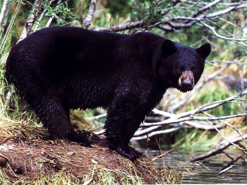 Cool Native American Bear Wallpapers - Top Free Cool Native American ...