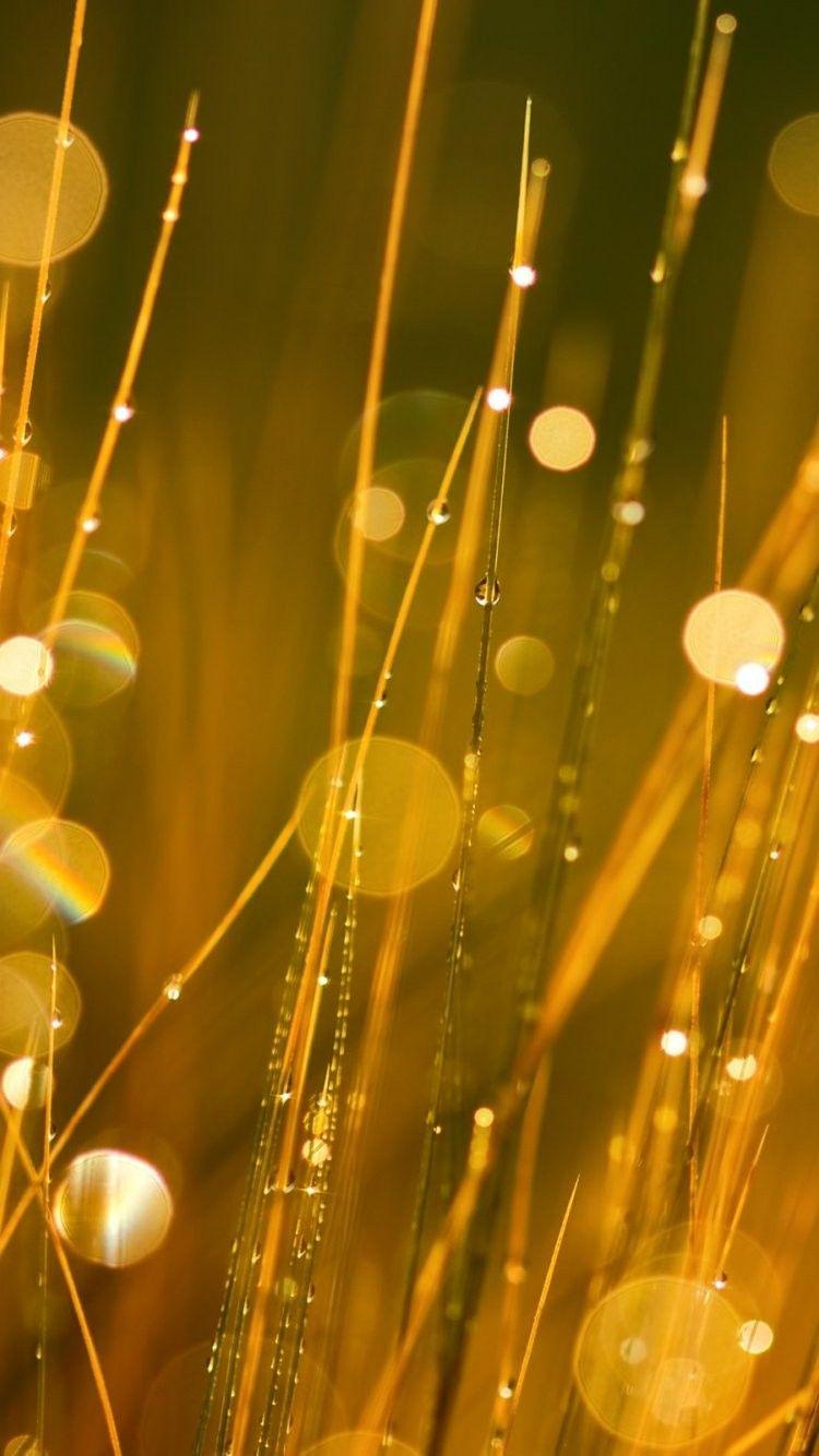 Gold Nature Wallpapers - Top Free Gold Nature Backgrounds - WallpaperAccess
