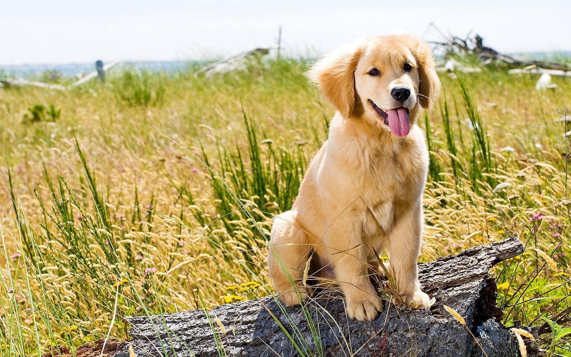 Golden Dogs Wallpapers - Top Free Golden Dogs Backgrounds - WallpaperAccess
