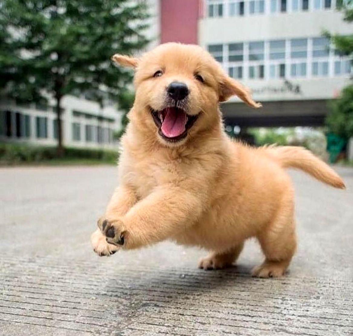 Golden Dogs Wallpapers - Top Free Golden Dogs Backgrounds - WallpaperAccess