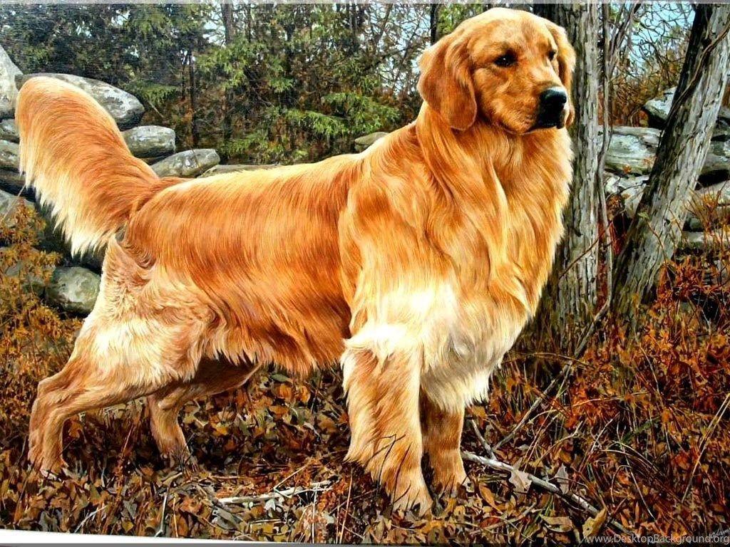 Golden Dogs Wallpapers - Top Free Golden Dogs Backgrounds - WallpaperAccess