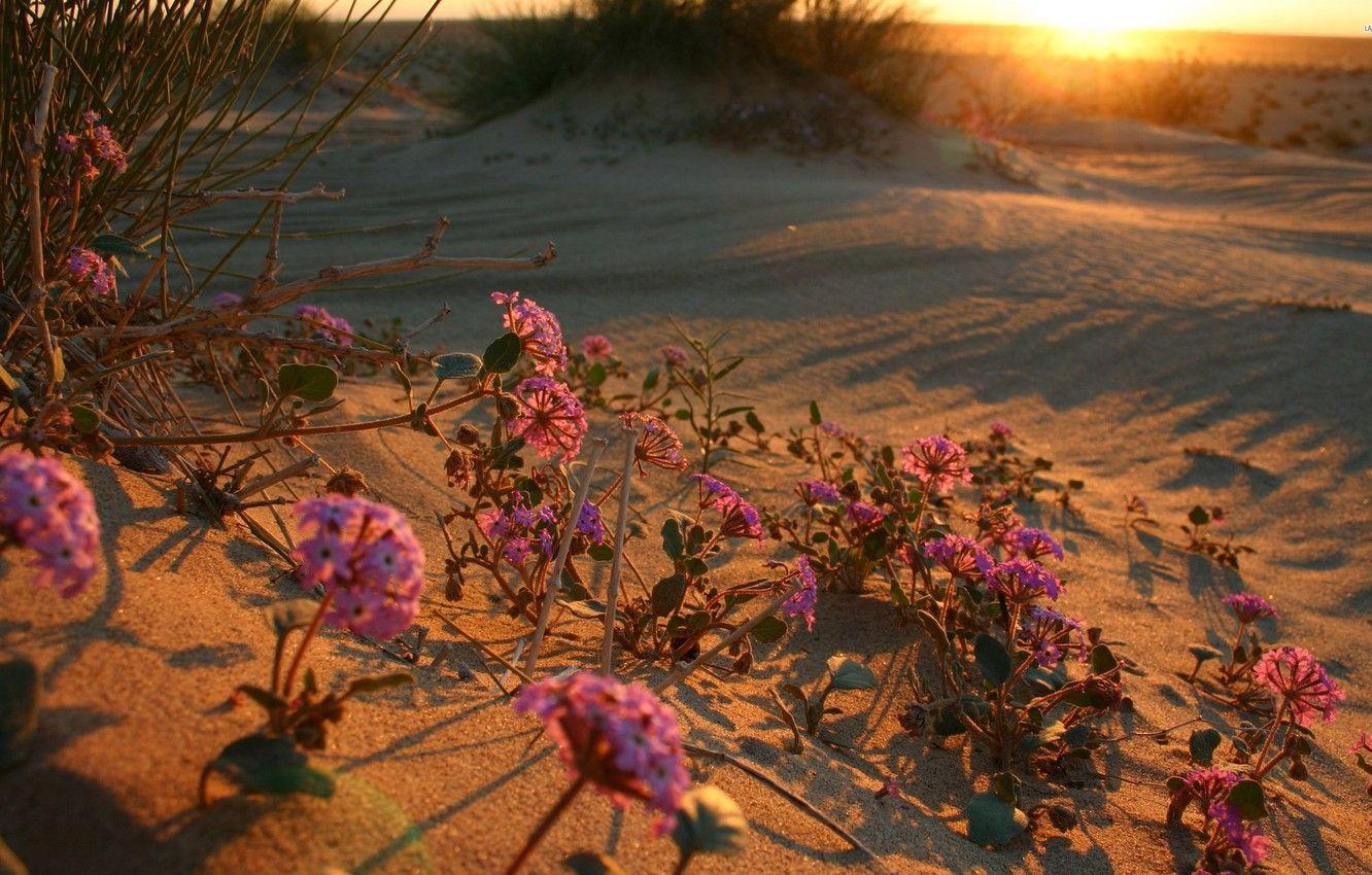 Desert Flowers Wallpapers - Top Free Desert Flowers Backgrounds ...