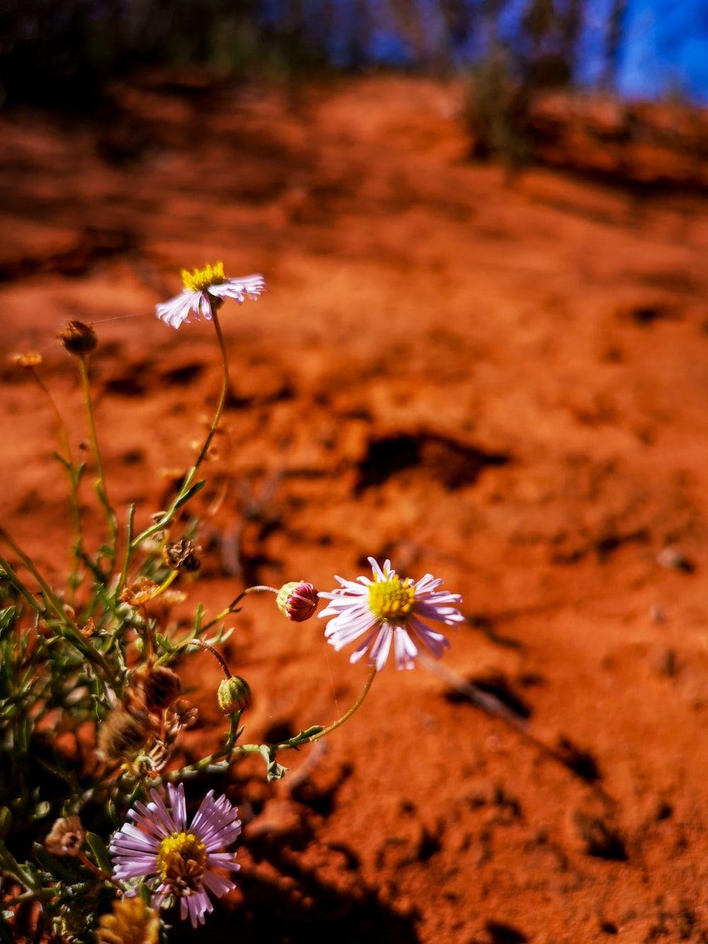 Desert Flowers Wallpapers - Top Free Desert Flowers Backgrounds ...