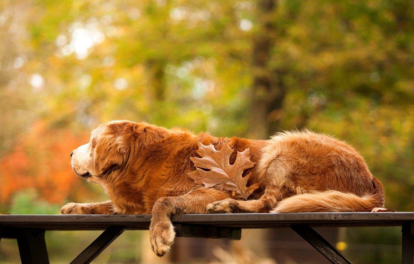 Golden Dogs Wallpapers - Top Free Golden Dogs Backgrounds - WallpaperAccess