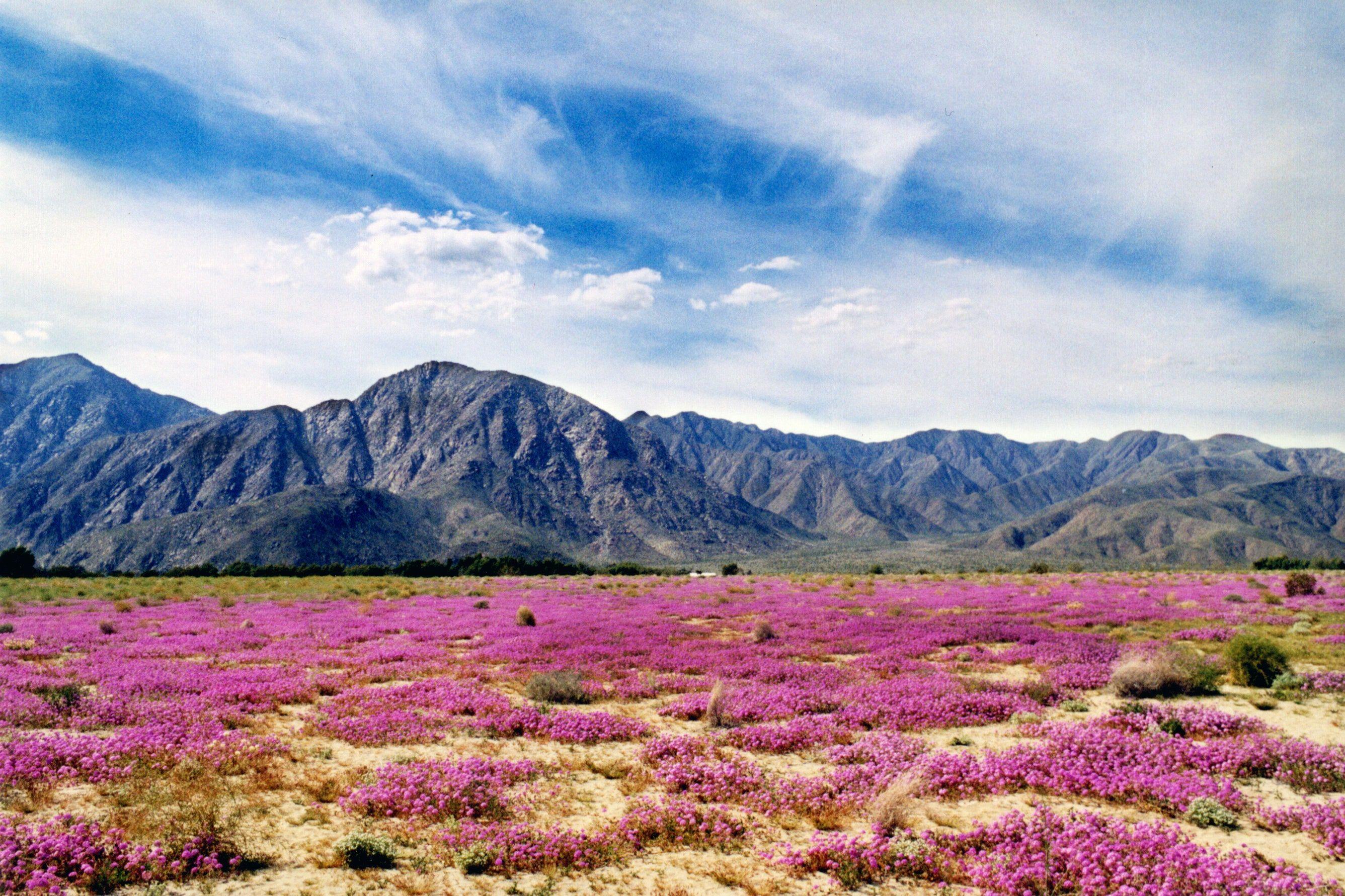 Spring Mountain Flowers Wallpapers - Top Free Spring Mountain Flowers ...