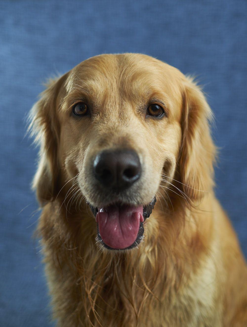 Golden Dogs Wallpapers - Top Free Golden Dogs Backgrounds - WallpaperAccess