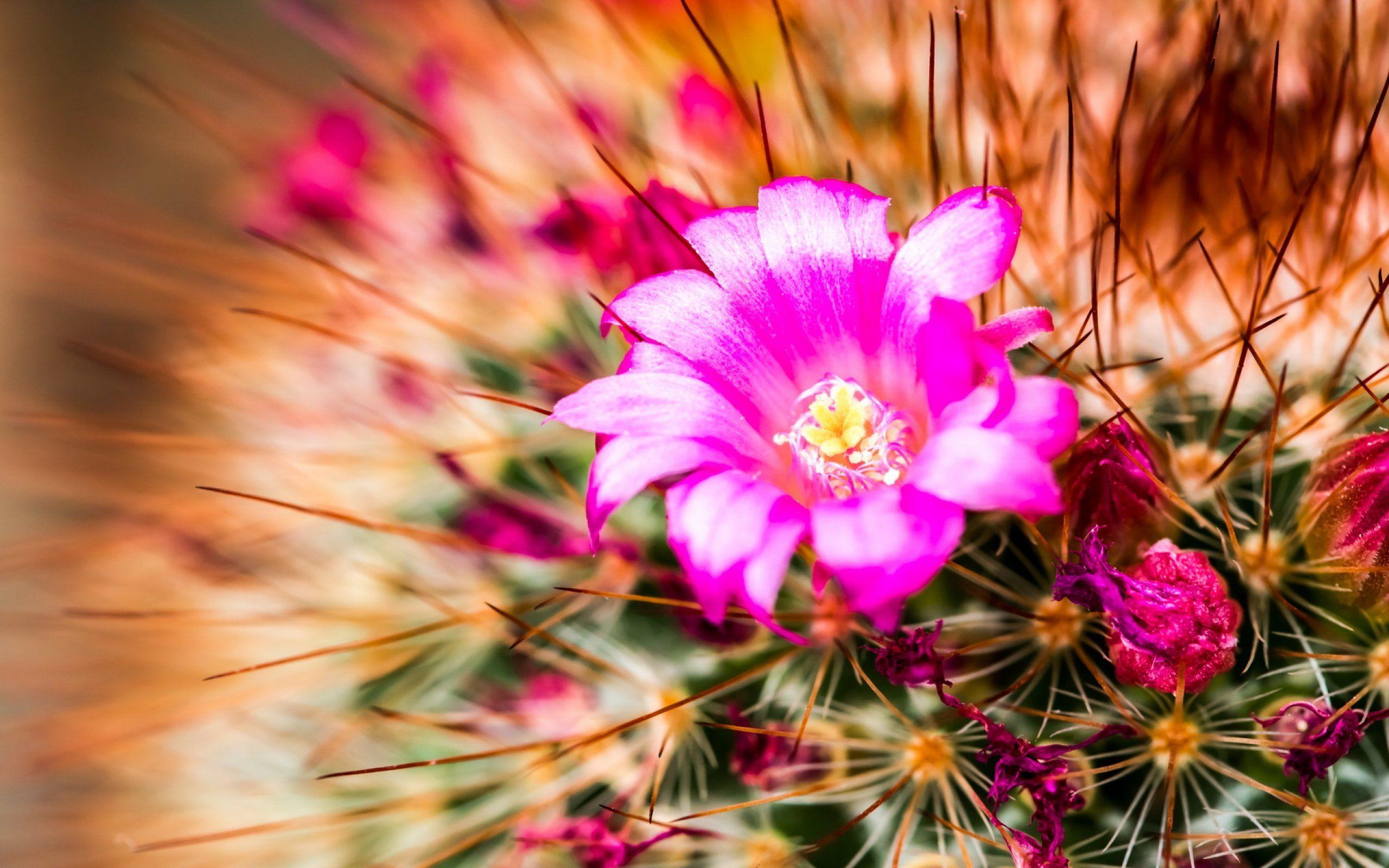 Desert Flowers Wallpapers - Top Free Desert Flowers Backgrounds ...