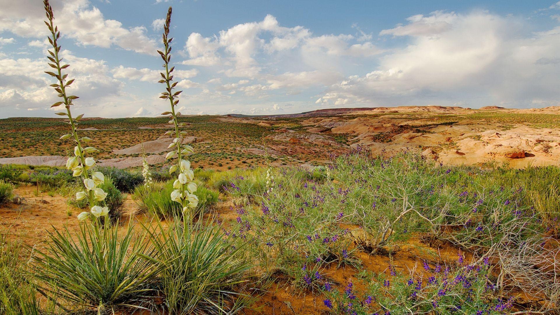 Desert Flowers Wallpapers - Top Free Desert Flowers Backgrounds ...