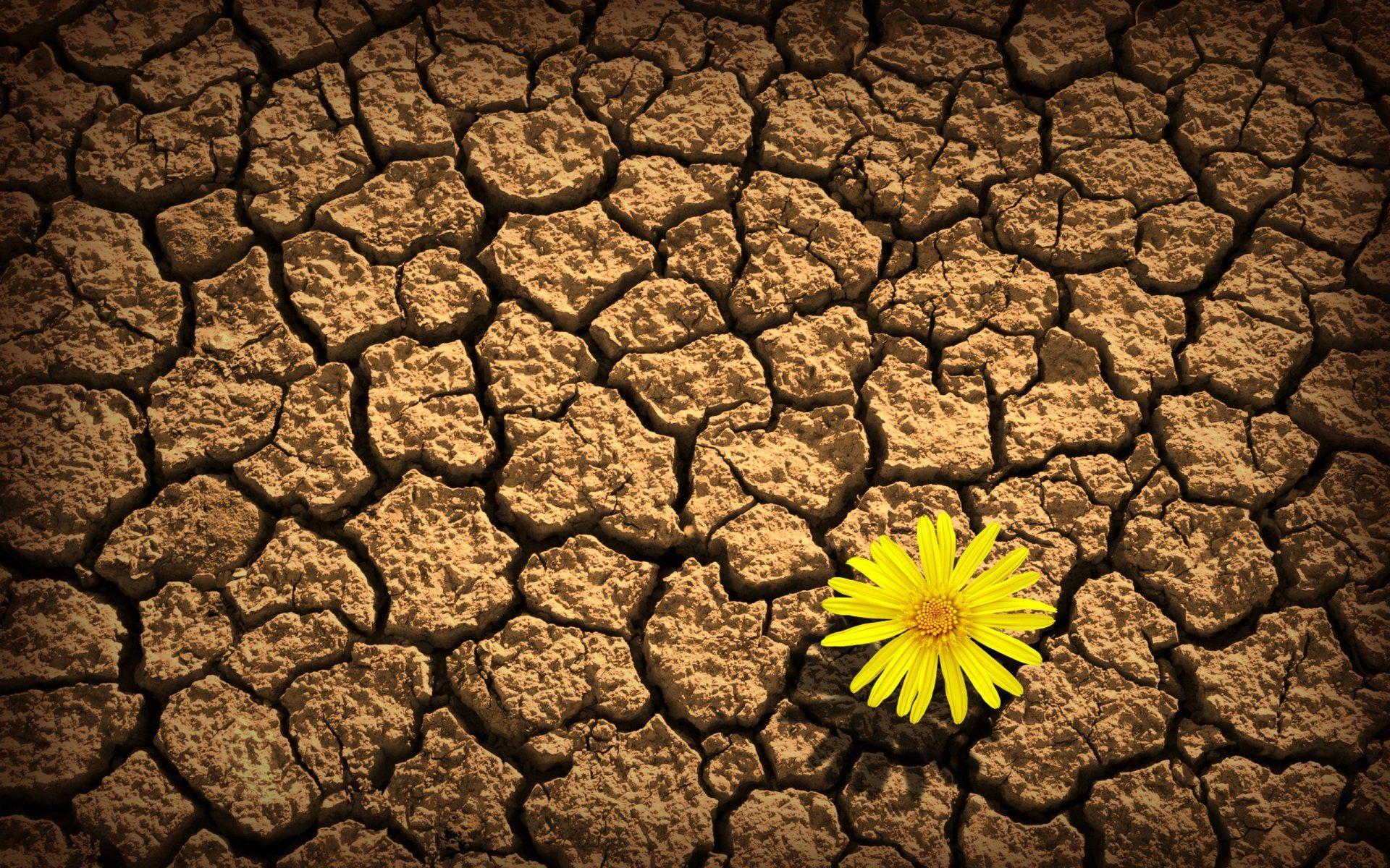 Desert Flowers Wallpapers - Top Free Desert Flowers Backgrounds ...