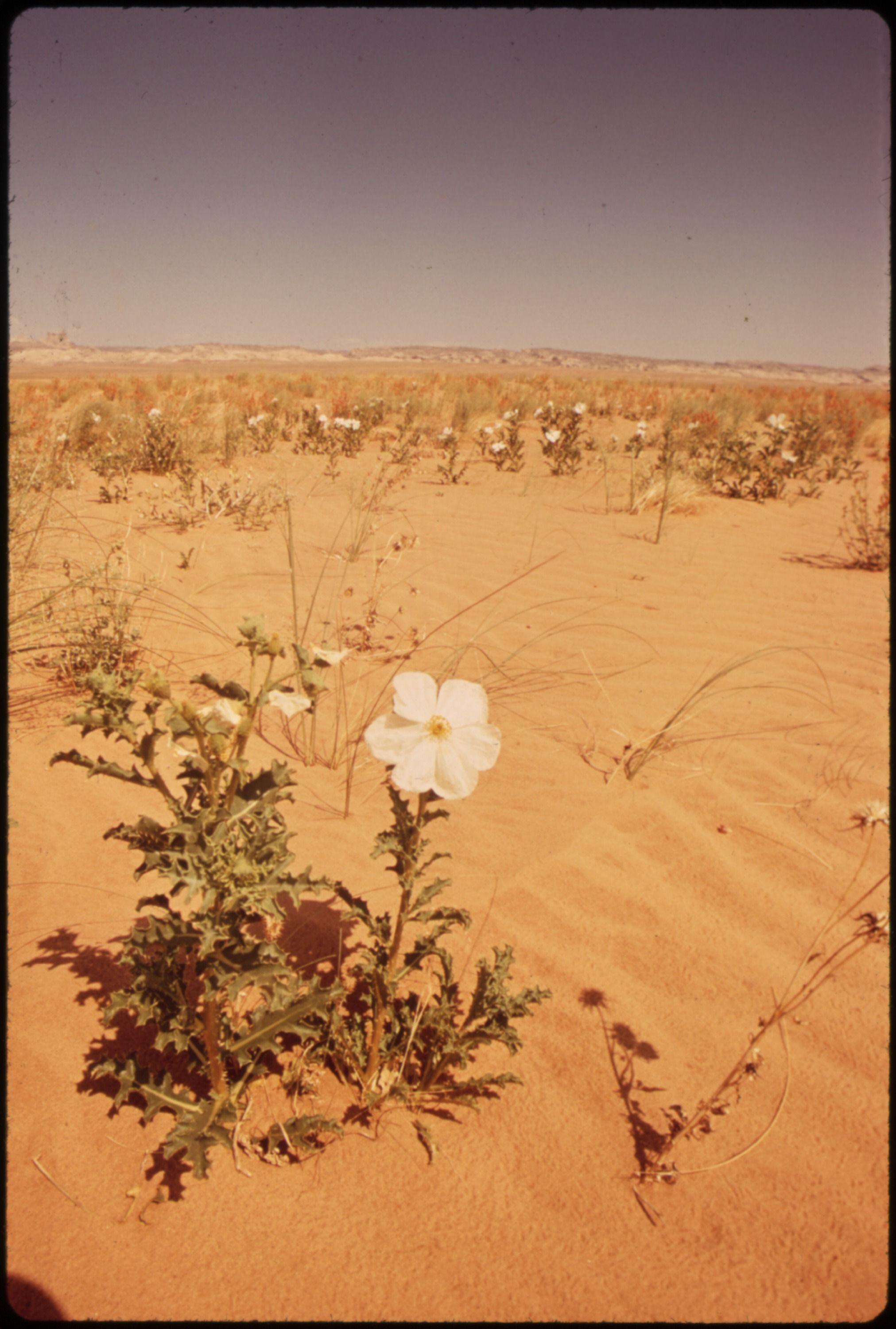 Desert Flowers Wallpapers - Top Free Desert Flowers Backgrounds ...