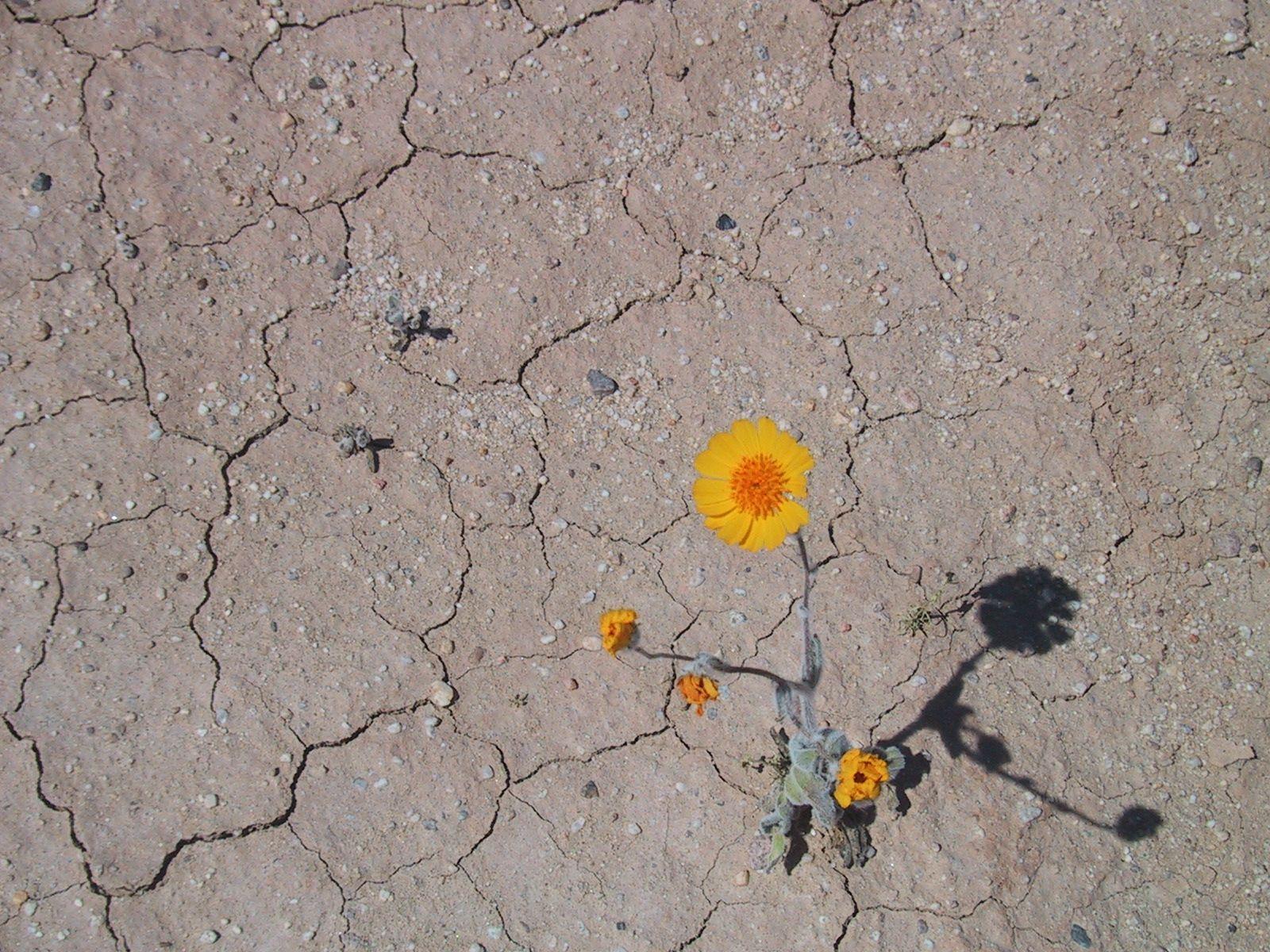 Desert Flowers Wallpapers - Top Free Desert Flowers Backgrounds ...