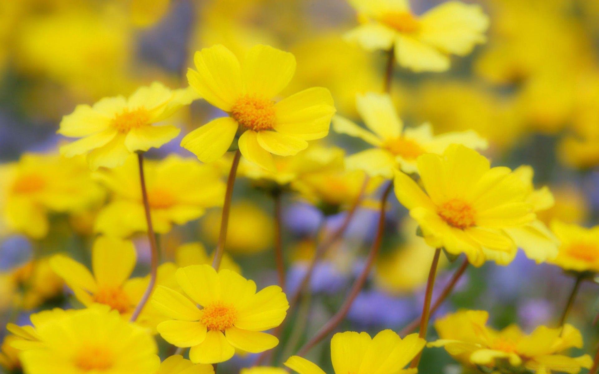 Desert Flowers Wallpapers - Top Free Desert Flowers Backgrounds ...