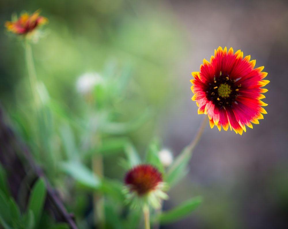Desert Flowers Wallpapers - Top Free Desert Flowers Backgrounds ...
