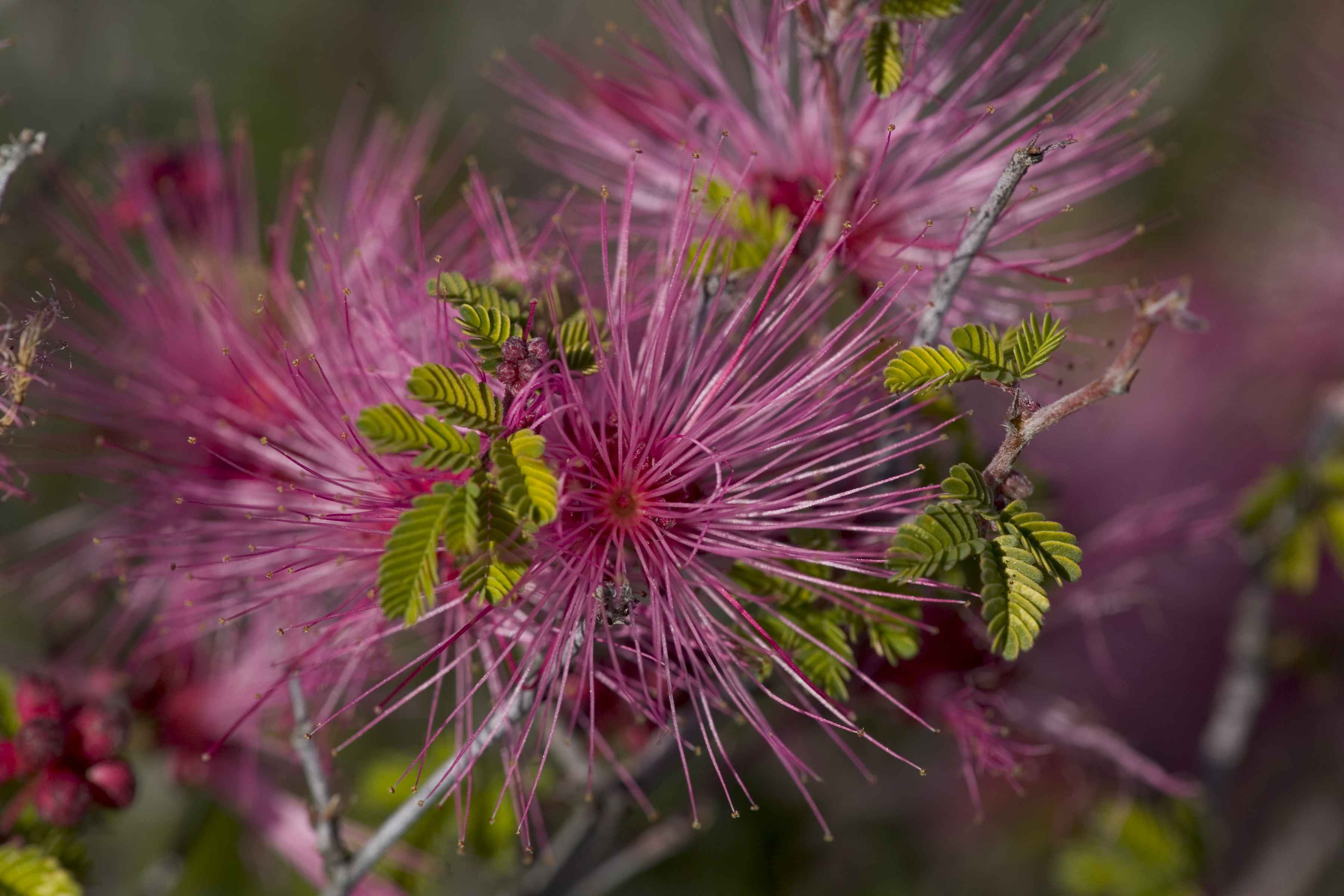 Desert Flowers Wallpapers - Top Free Desert Flowers Backgrounds ...