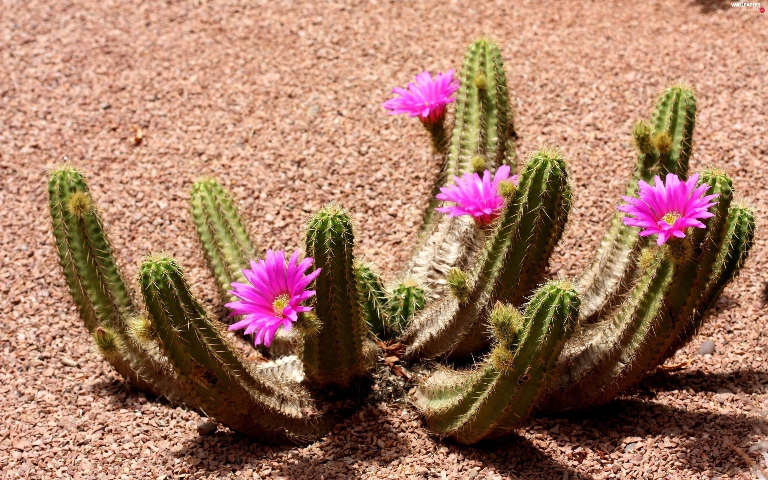 Desert Flowers Wallpapers - Top Free Desert Flowers Backgrounds ...