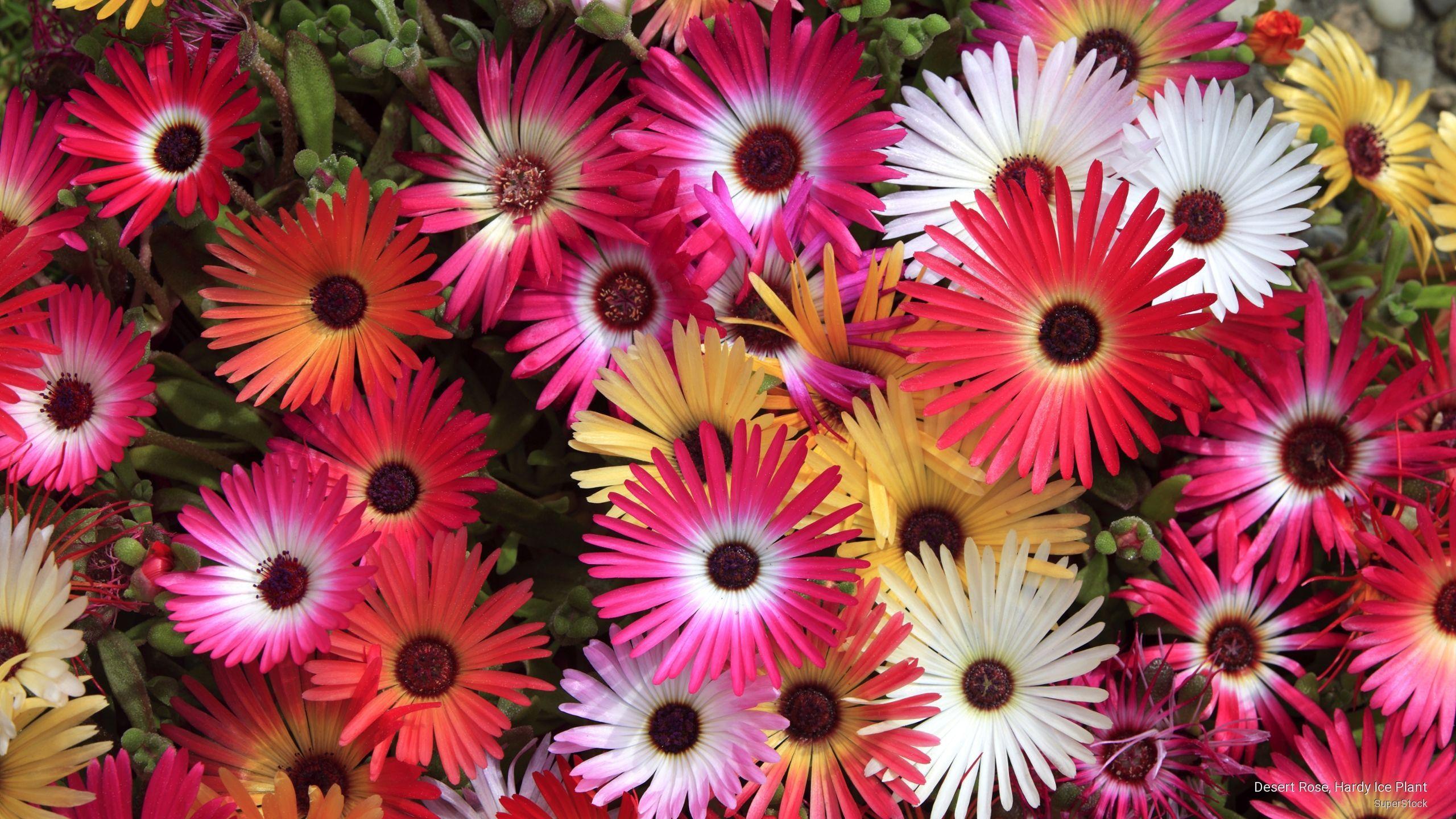 Desert Flowers Wallpapers - Top Free Desert Flowers Backgrounds ...