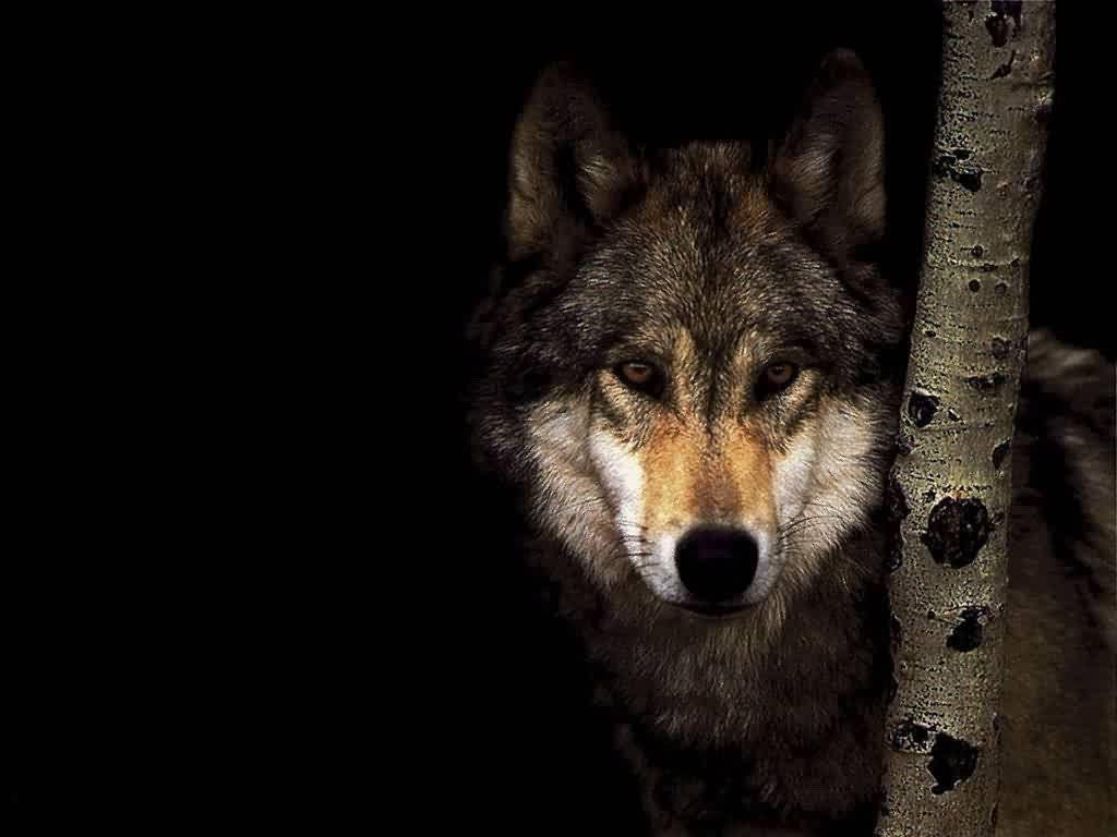 Lone Wolf Desktop Wallpapers - Top Free Lone Wolf Desktop Backgrounds ...
