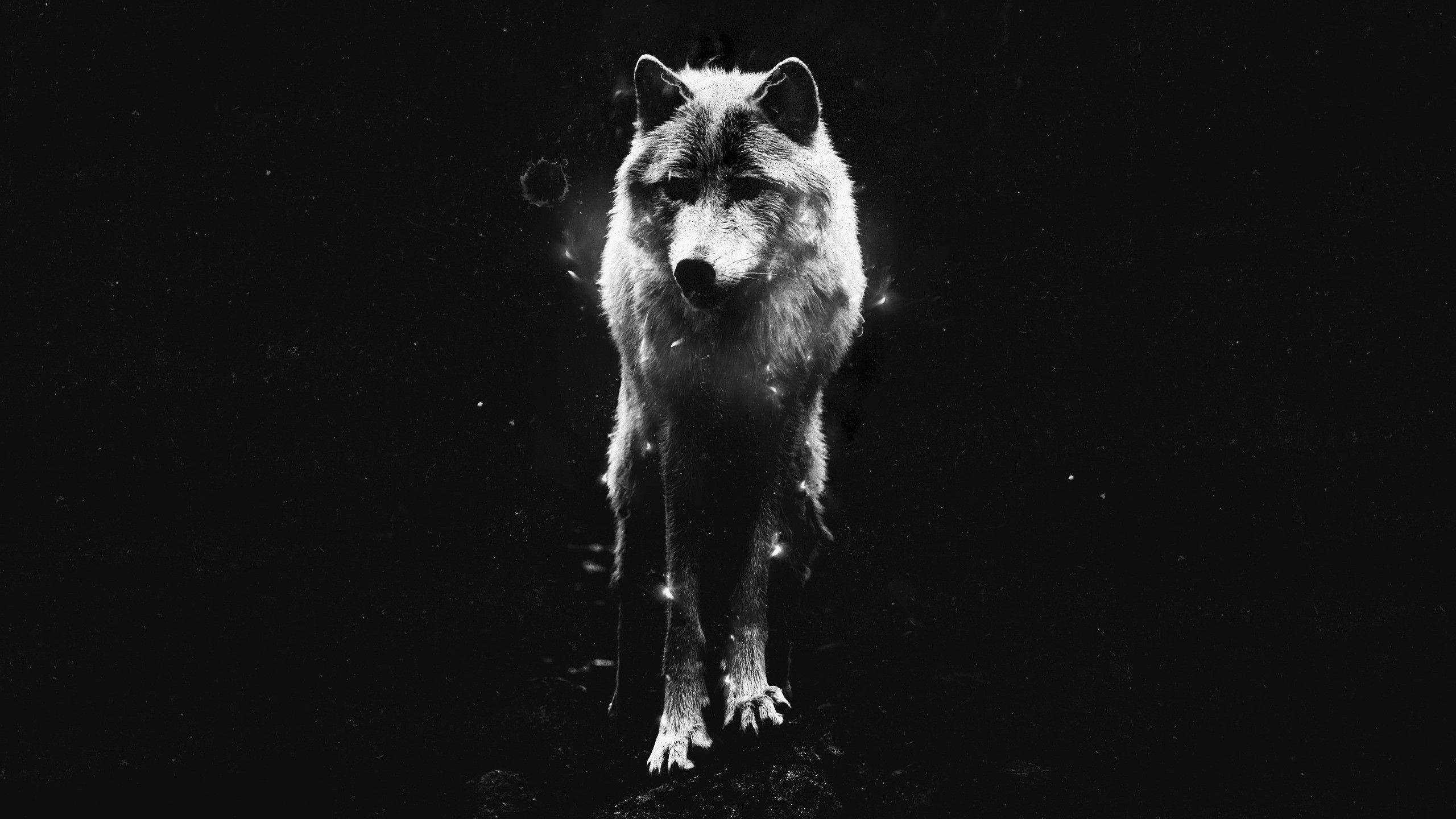 Lone Wolf Desktop Wallpapers - Top Free Lone Wolf Desktop Backgrounds ...